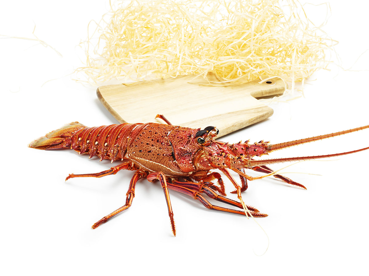 Live West Australian Lobster – WA CRAYS